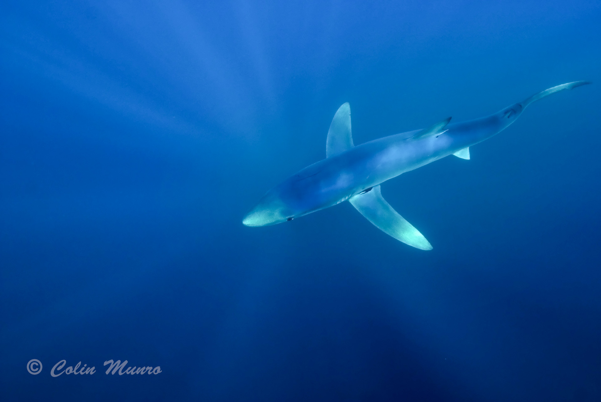 Marine Life - colinmunrophotography.com/blog