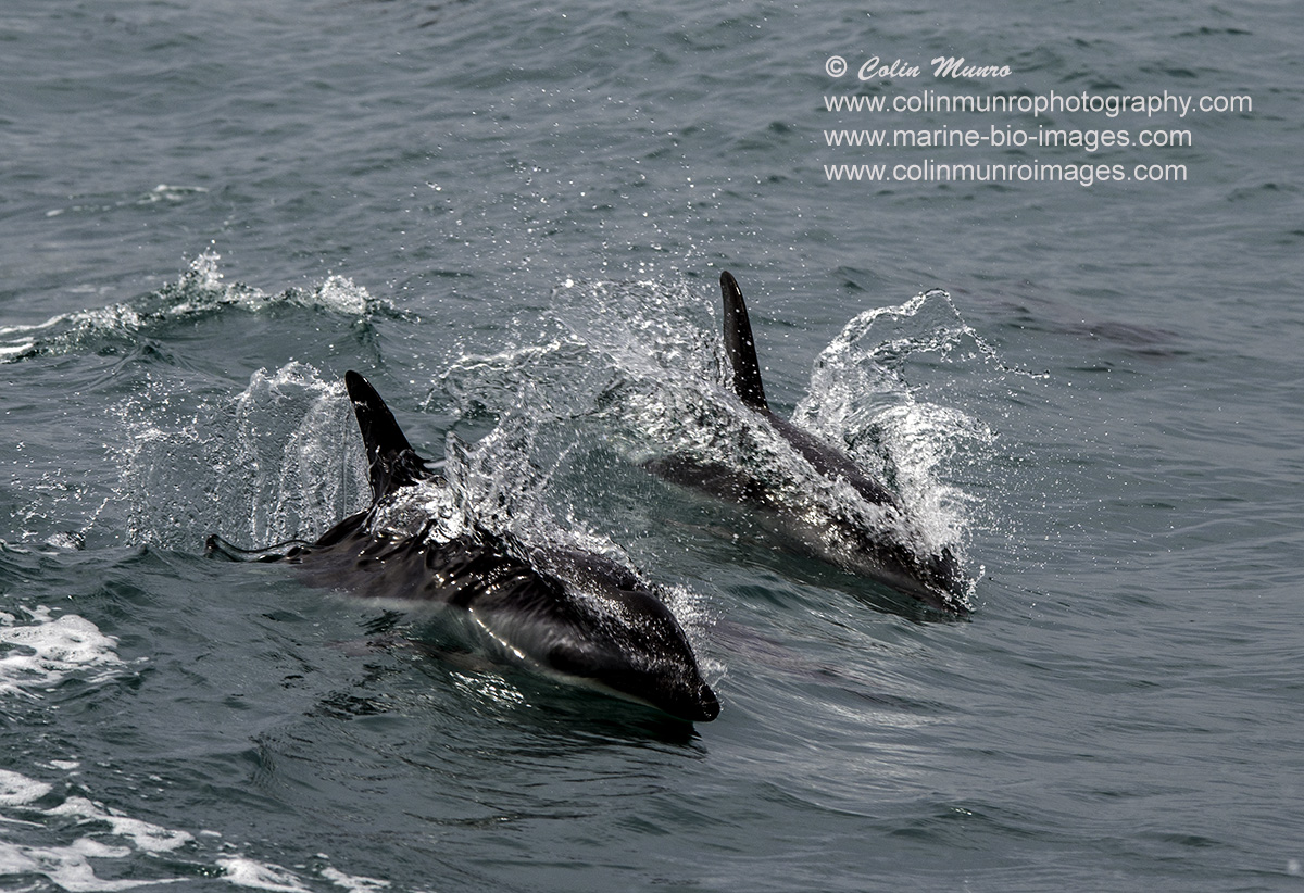 Dusky Dolphins of New Zealand - colinmunrophotography.com/blog